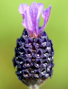 Frost Hardy Lavender Archives - Downderry Nursery