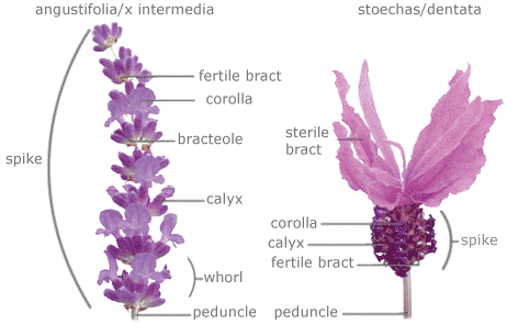 Parts of a Lavender - Downderry Nursery